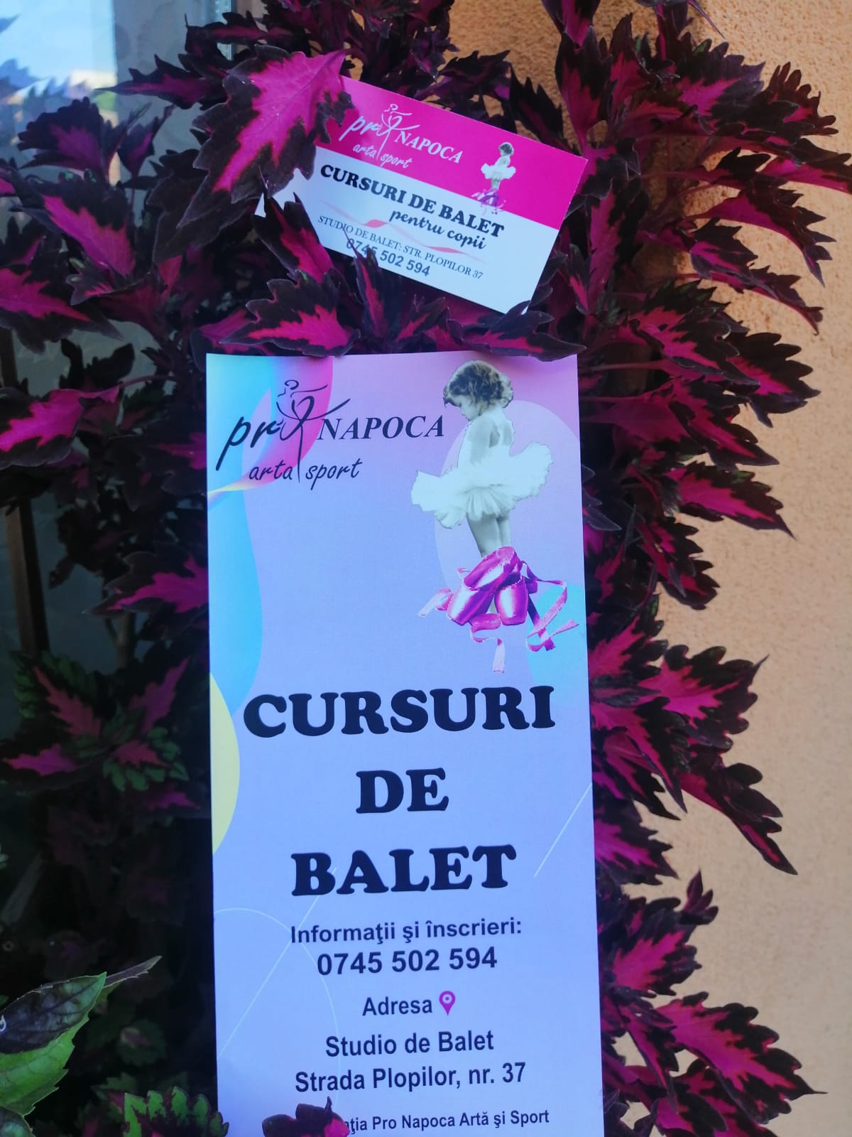 Productie publicitara flyere Cluj,flyere cluj, pliante Cluj, afise A3 ...